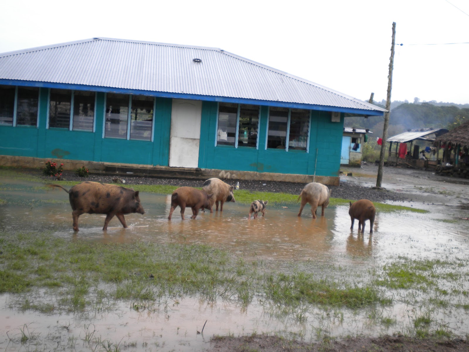 Mission to Samoa: Pigs and Samoan smiles