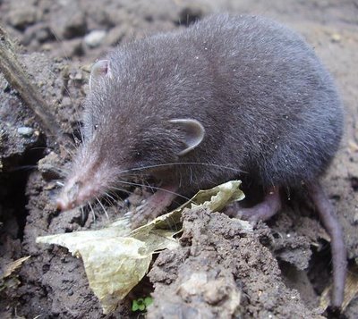 A Rare Glimpse of the São Tomé Shrew | Featured Creature