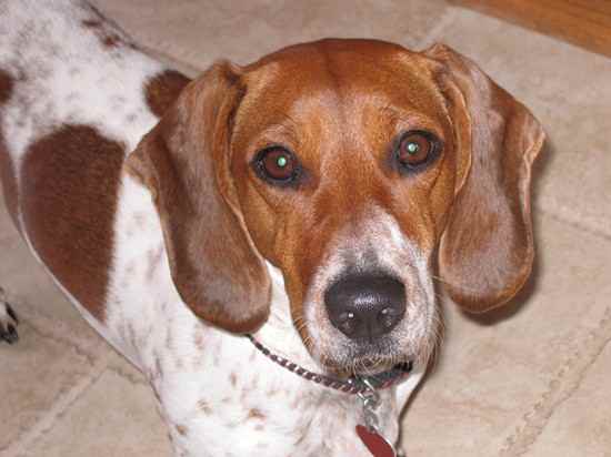 Everything about your Basschshund - Luv My Dogs