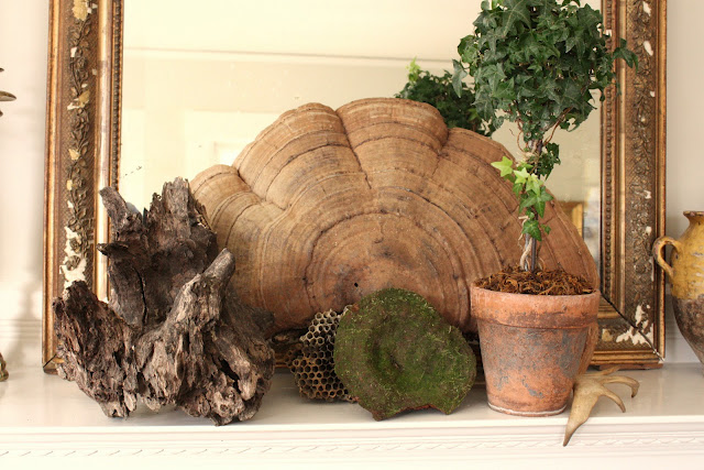 vignette design: Decorating With Natural Curiosities