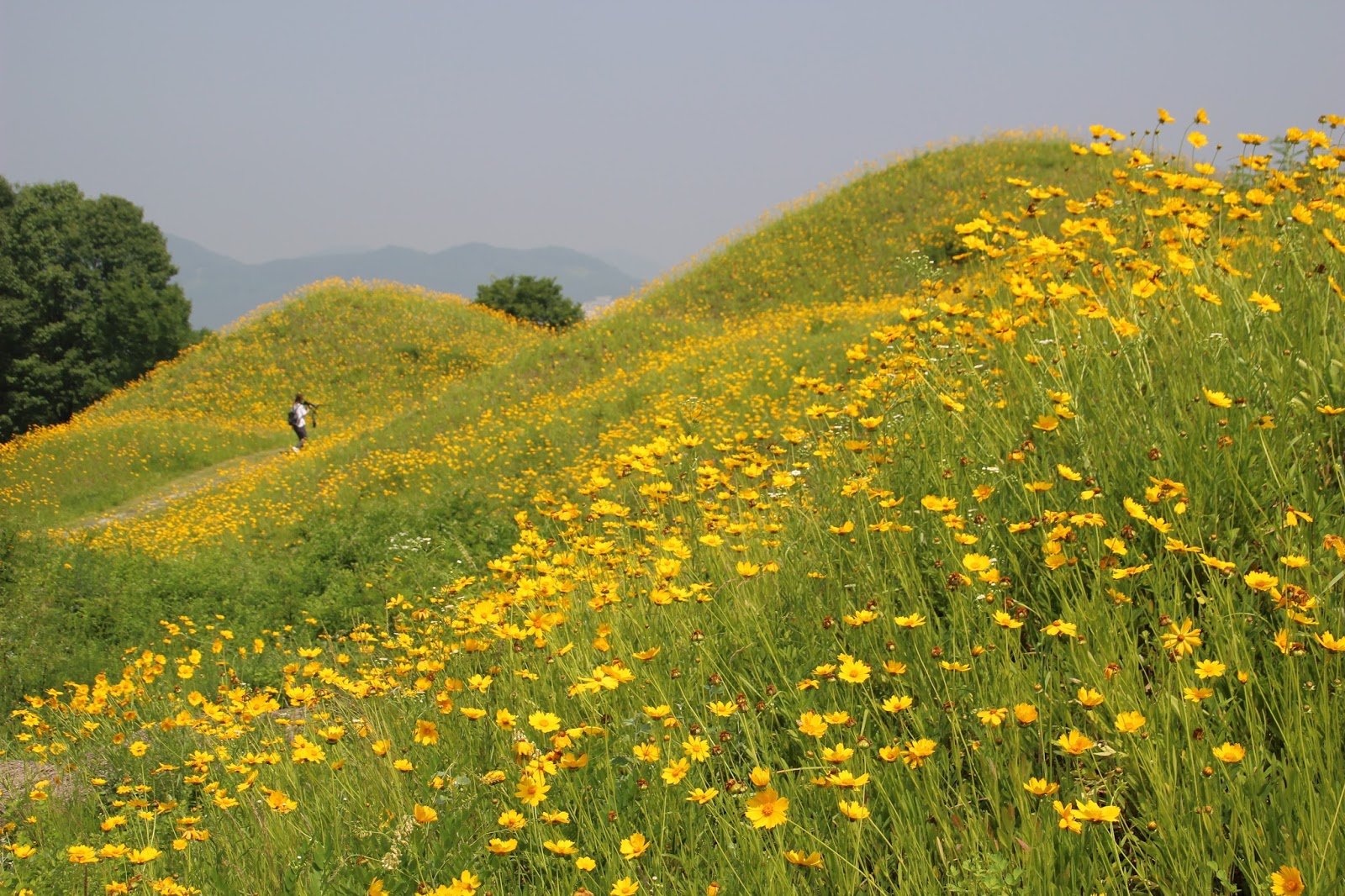 Spring In Korea - Yellow Coreopsis Flowers In Bullo-dong Ancient Tomb ...