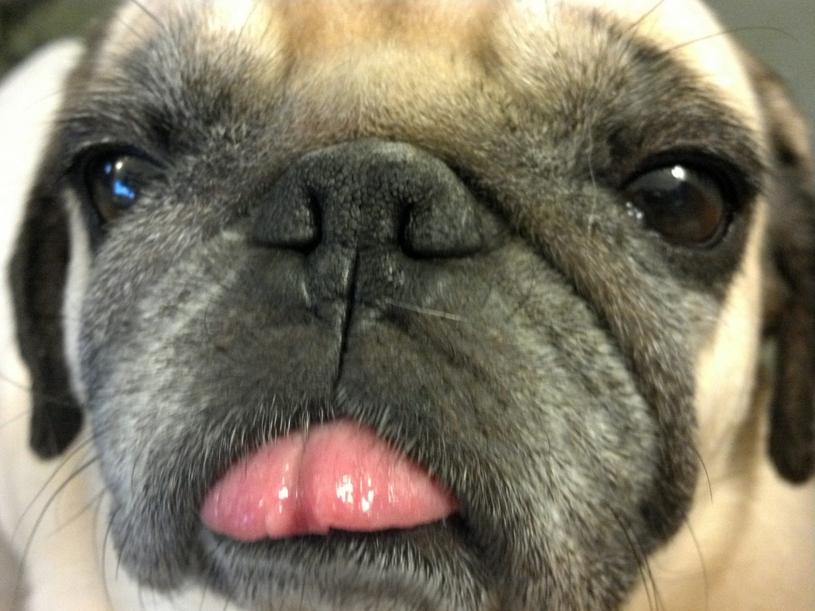 Lil Smug Pug: Weekend With My Pug