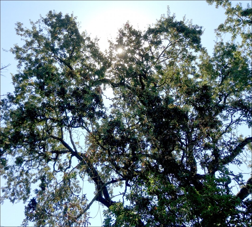 Bean an Tighe: Restoring an Edwardian Home and Garden