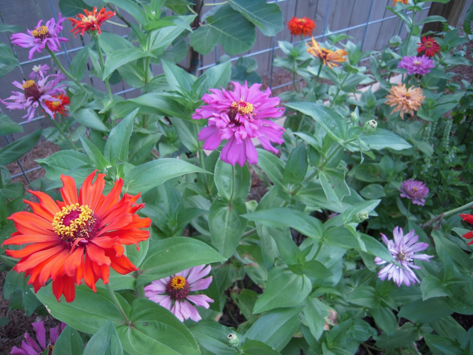 SHARON'S GARDEN NOTES: Zinnias