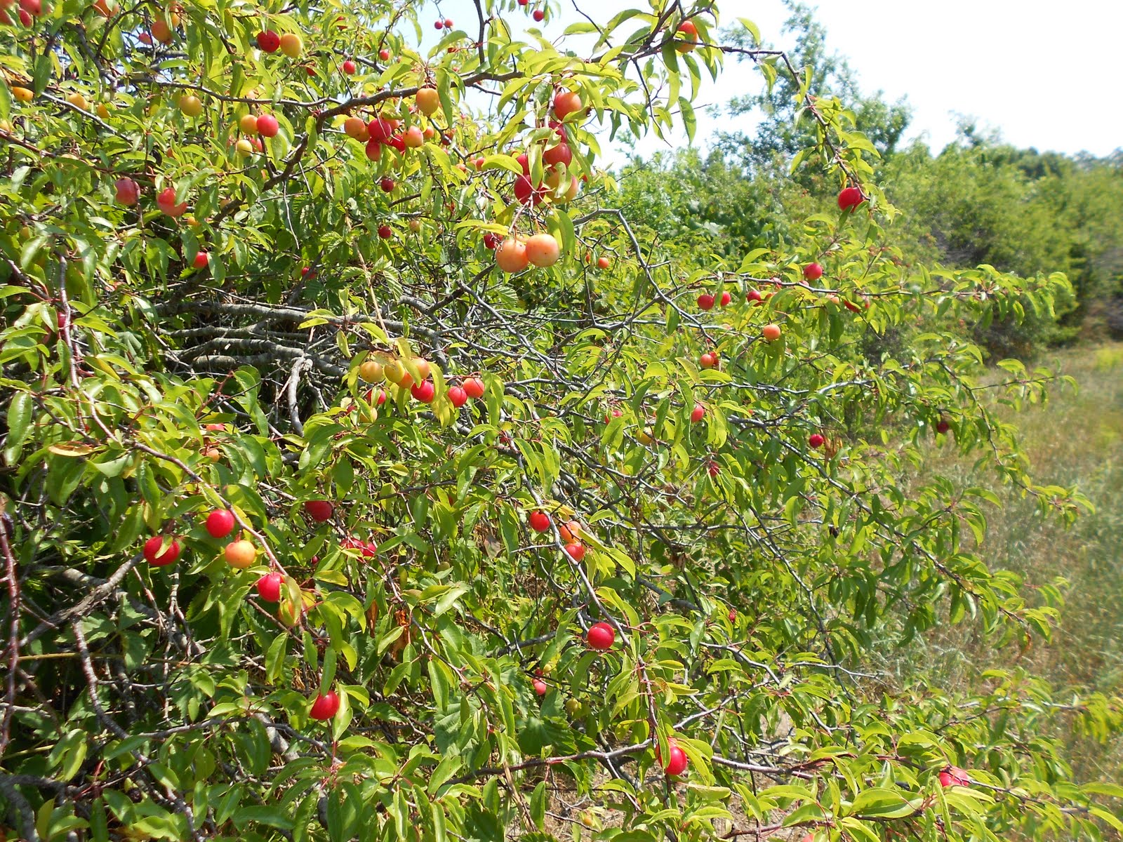 Brenda's Berries & Orchards: Sandhill Plums Ripening