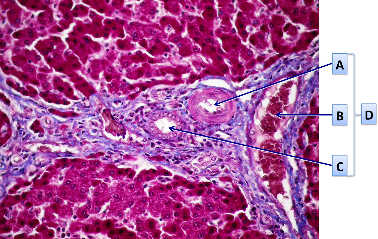 SOS BIOLOGIA CELULAR Y TISULAR: DIGESTIVO. HIGADO 1