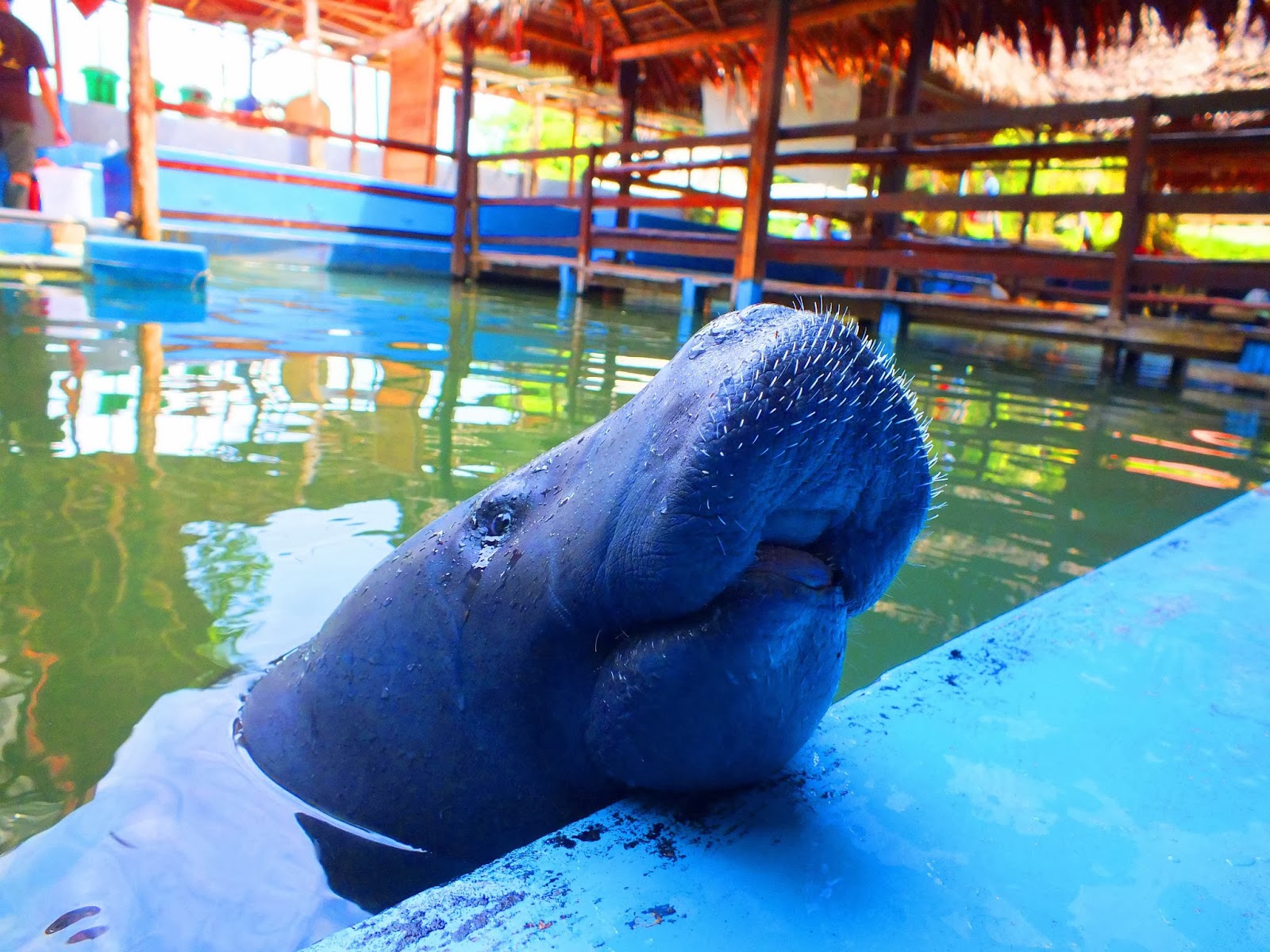 A Journey of 10,000 Miles to Antarctica: Manatee of the Peruvian Amazon