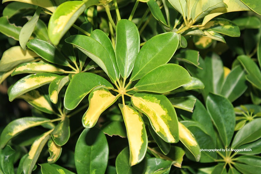 Mengenal Tanaman Hias Walisongo - Hidroponik Ceria