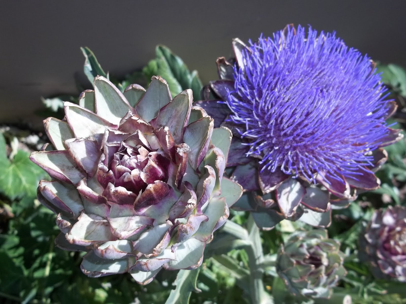 Pudgeduck's World: Artichoke Flowers