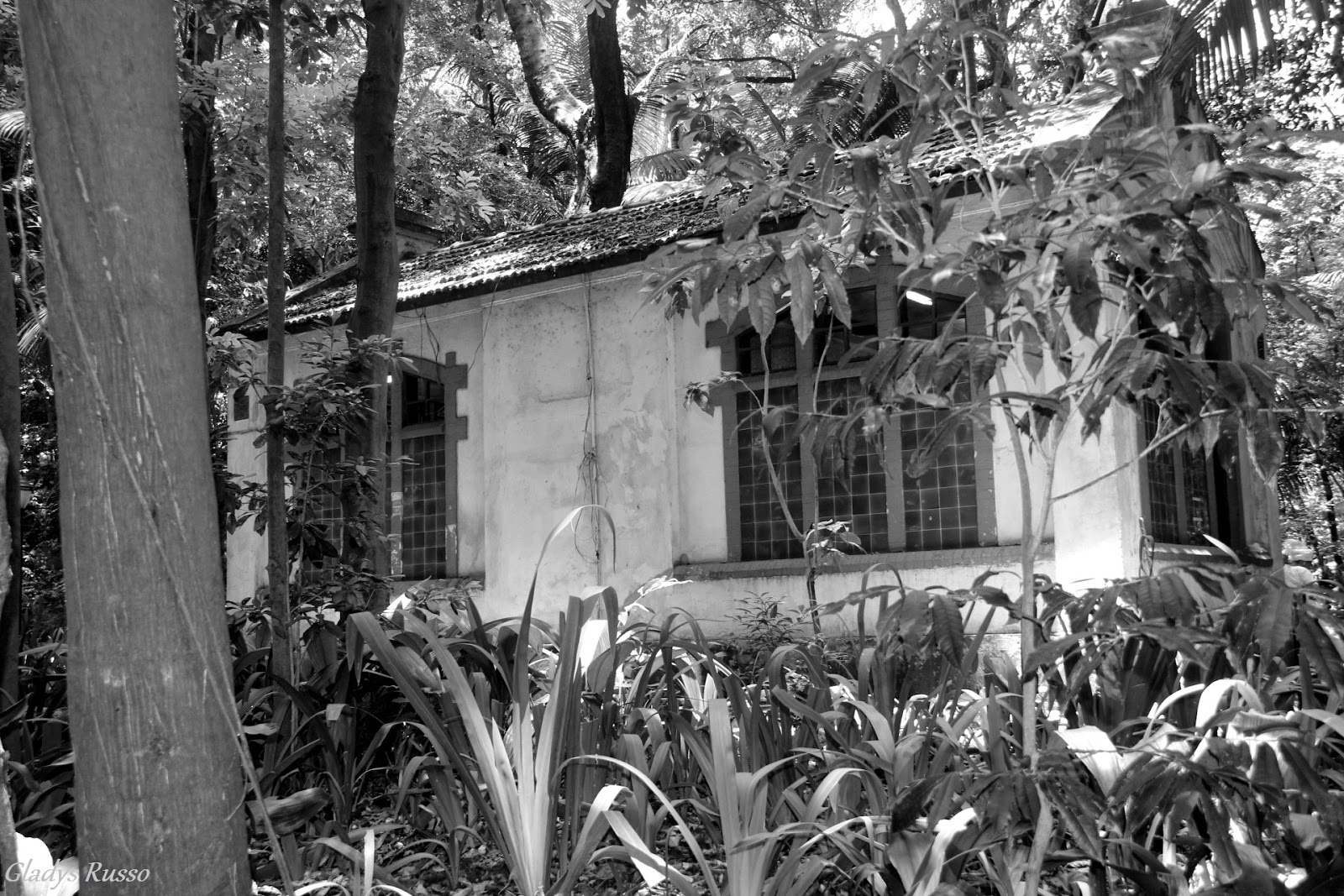 Passear e Fotografar: Parque Trianon