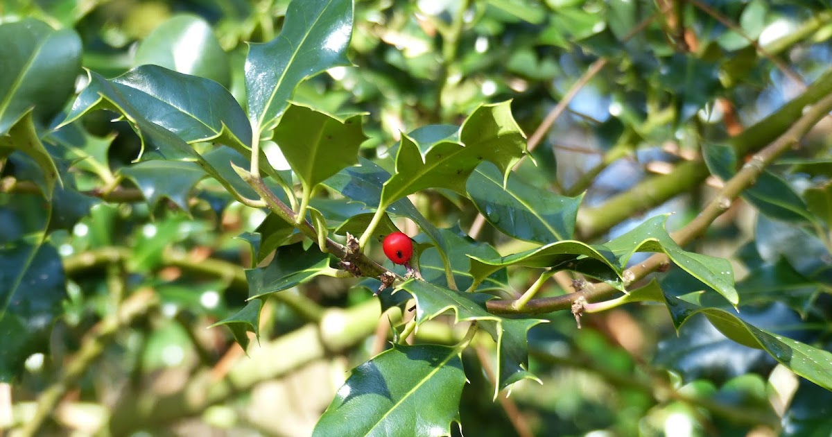 Temps de jardin: Houx! houx! houx! quelle bonne idée
