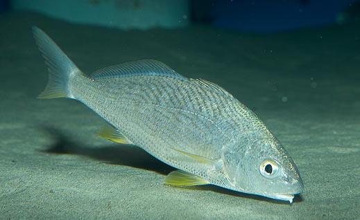 Croaker ~ Aquatic Animals