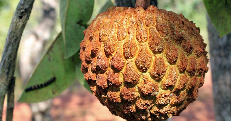 FRUTAS BRASIL: CULTIVO DO ARATICUM