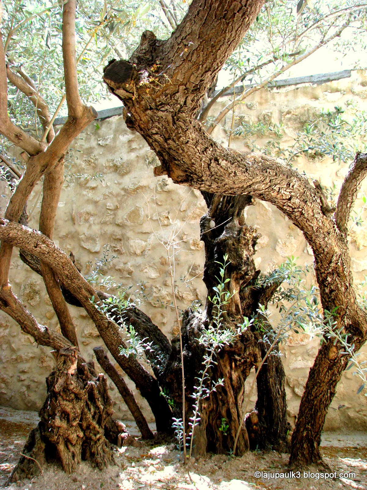 THROUGH THE LAND OF ISRAEL III: 41) The sacred olive tree in the ...