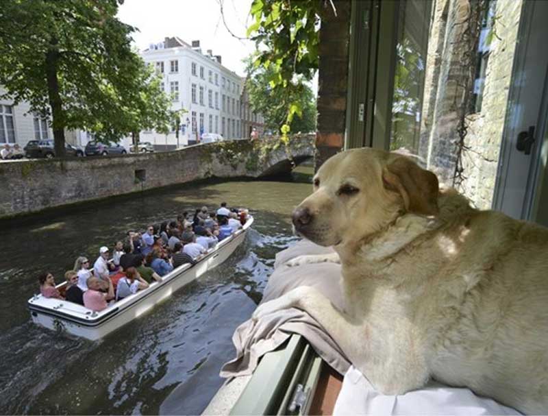 Nothing To Do With Arbroath: RIP Fidèle, the most famous dog in Bruges