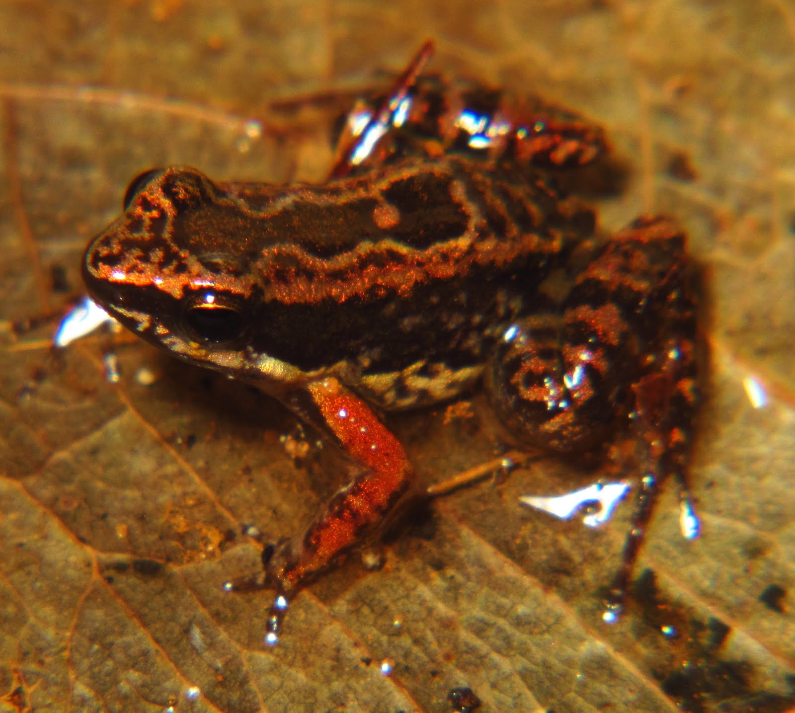 Species New to Science: [Herpetology • 2020] Allobates pacaas • A New ...