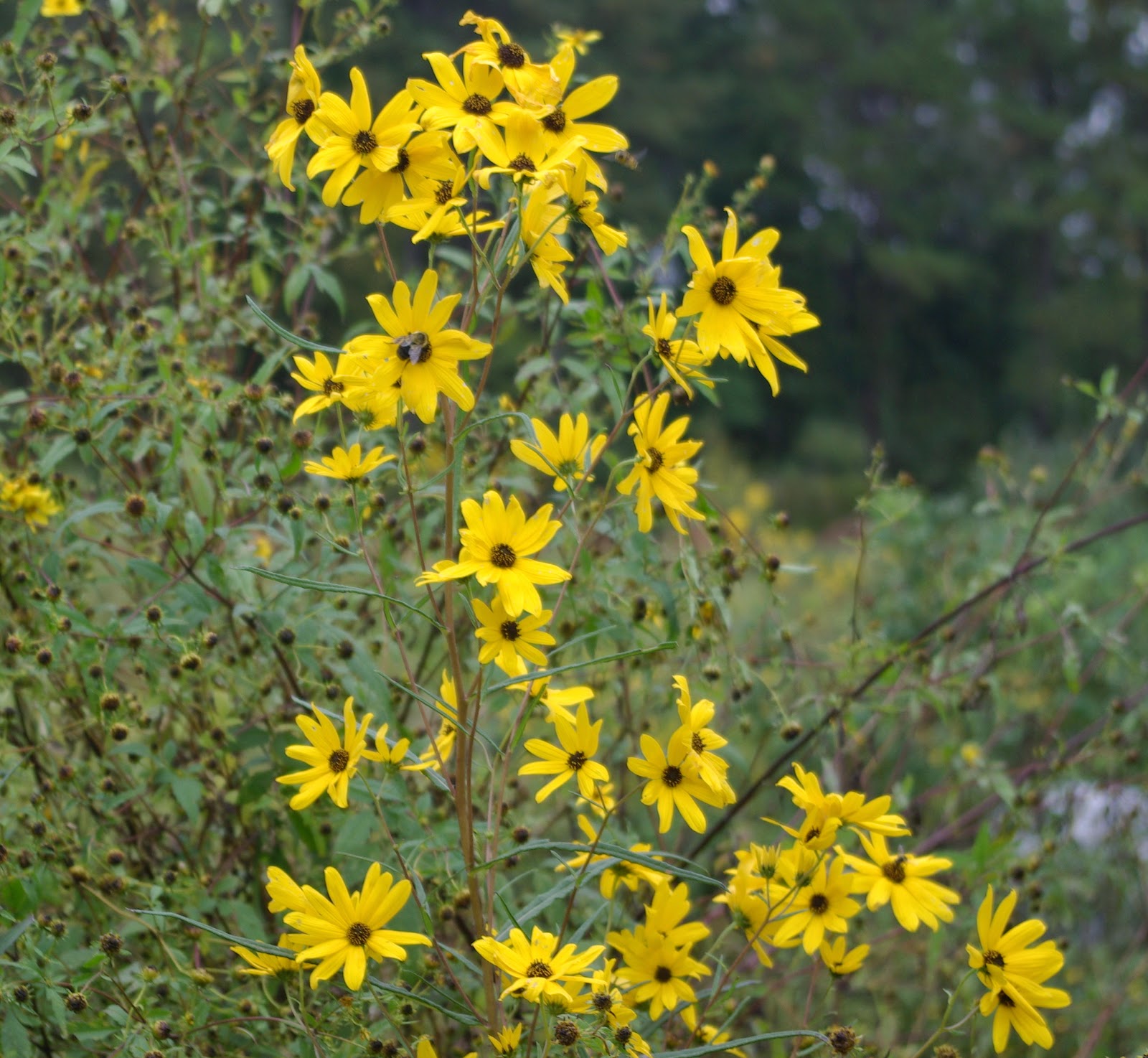 sweetbay: Swamp sunflowers and other October stars