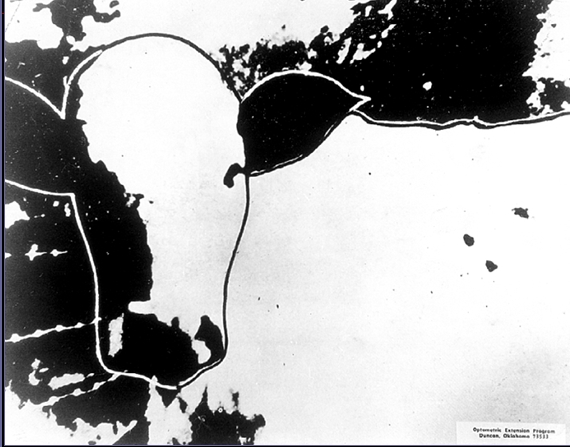 Renee's Psychology Resources: Can you see the cow?