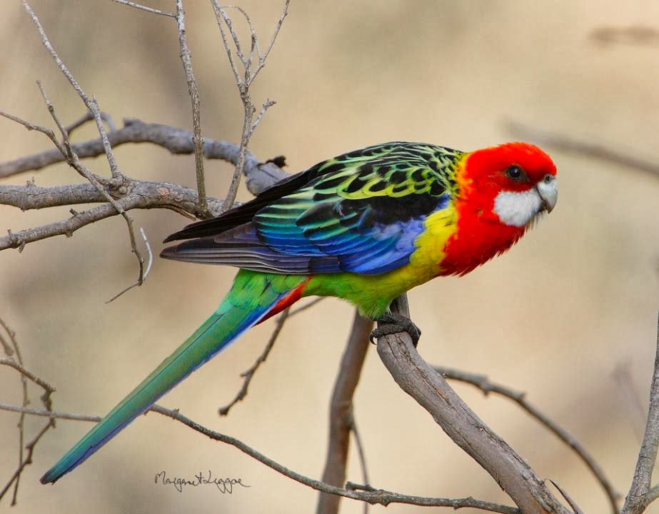 Variety of Life: Platycercus