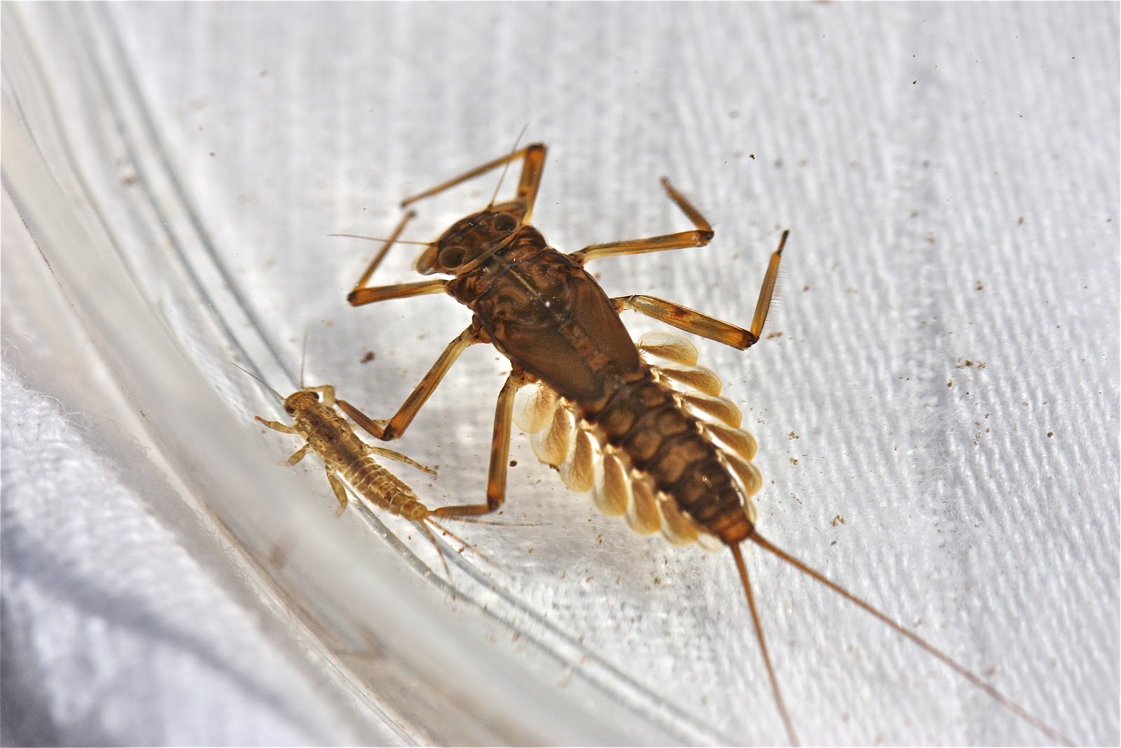 Aquatic Insects of Central Virginia: Mayflies: Pictures of How they ...