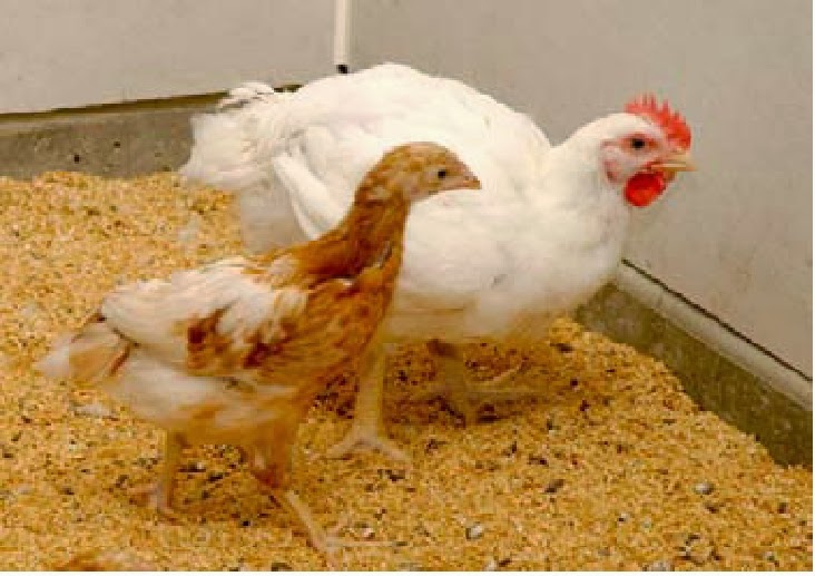 Höns, Trädgård och Självförsörjning: Kyckling på fredag