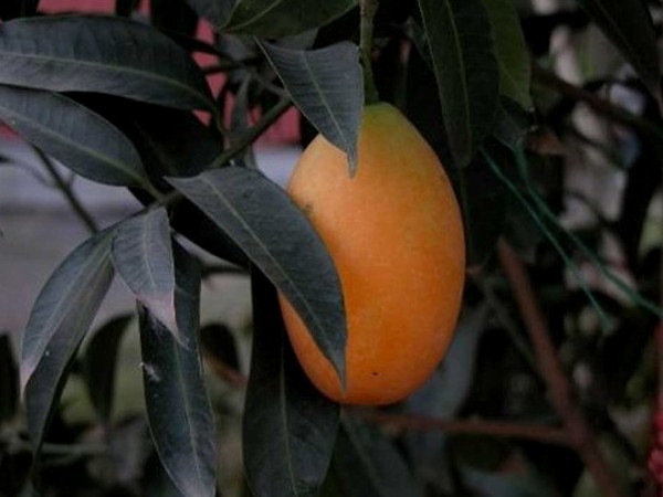 15 Manfaat Buah Gandaria Untuk Kesehatan Yang Menakjubkan - Obat Alami