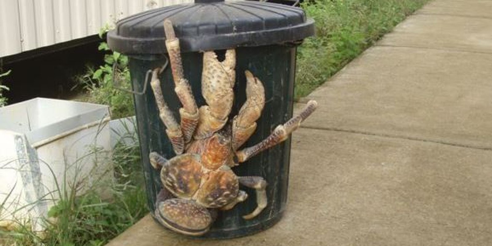 Piccole residenze di lusso per paguri "senzaguscio"