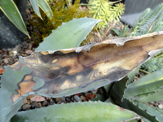 danger garden: Learn from my mistakes #20 Agave Edema (this one hurts)...