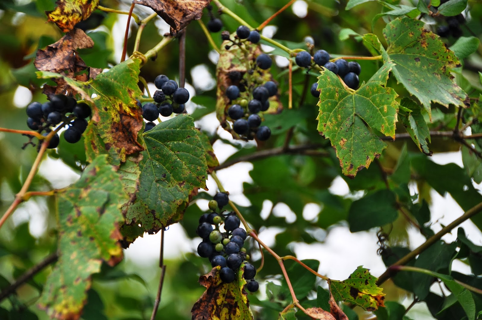 House In The Wood Outdoor Ed Center: Wild Edible Plants at House In The ...