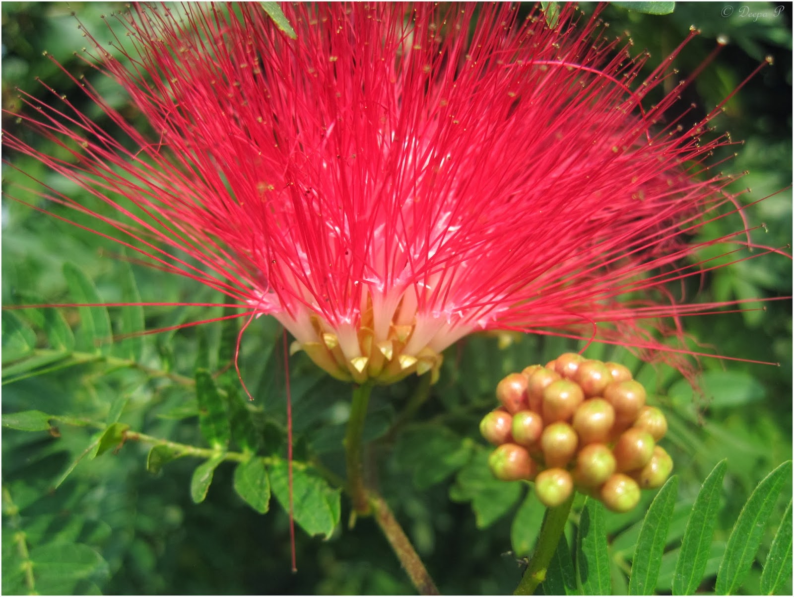 Red Powder Puff flower - Random Photography