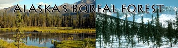 Alaska's Boreal Forest