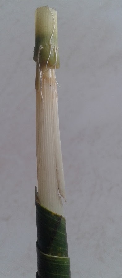 Pupuik Batang Padi ~ Dokumentasi dan Informasi Alam Minang