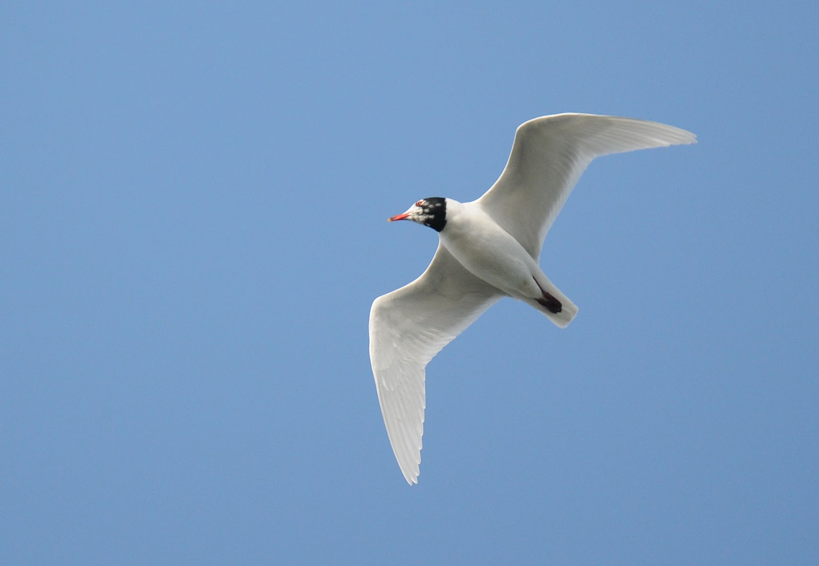 Bill's Birding: Mediterranean Gulls