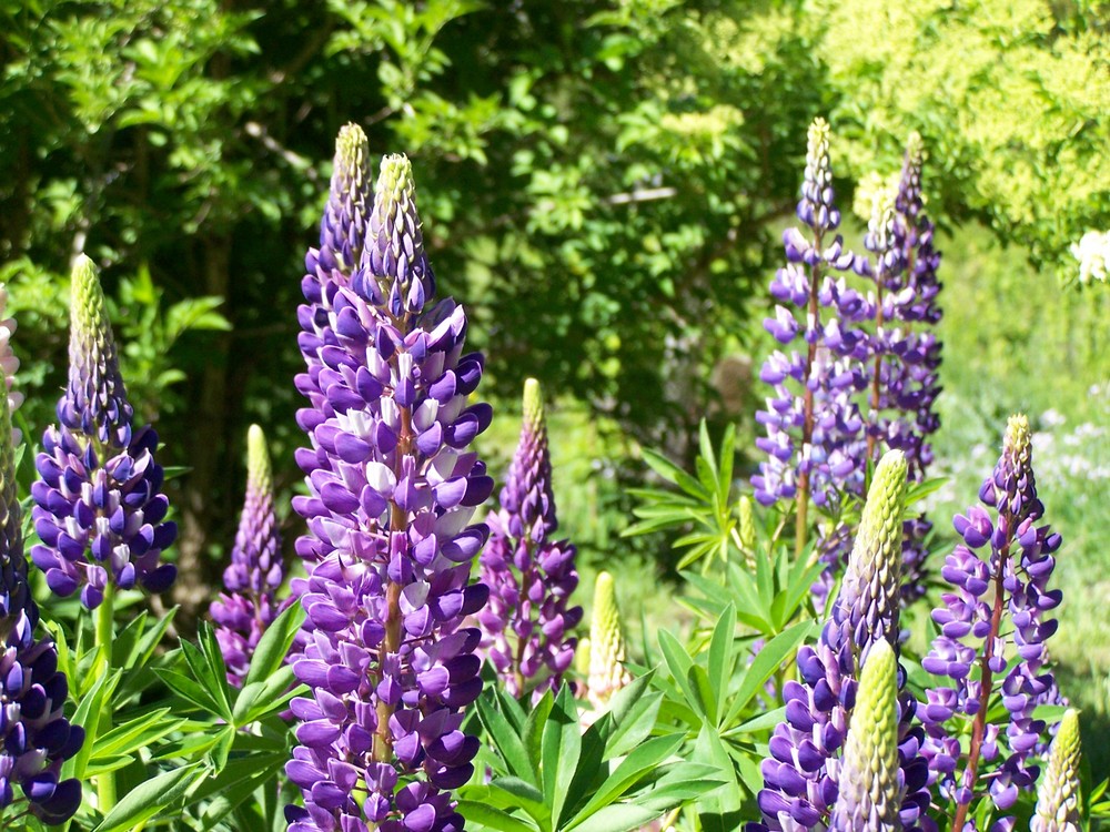 Lupinus mutabilis «chocho» - Id Plantae