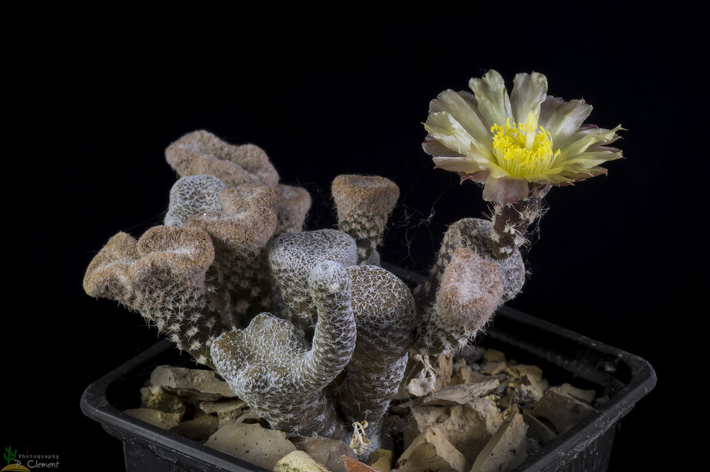 Puna clavarioides care and culture | Travaldo's blog