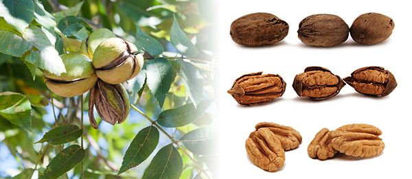 VITO VITELLI agronomo: MELOGRANO E NOCE PECAN: PROPOSTE ED ESPERIENZE ...