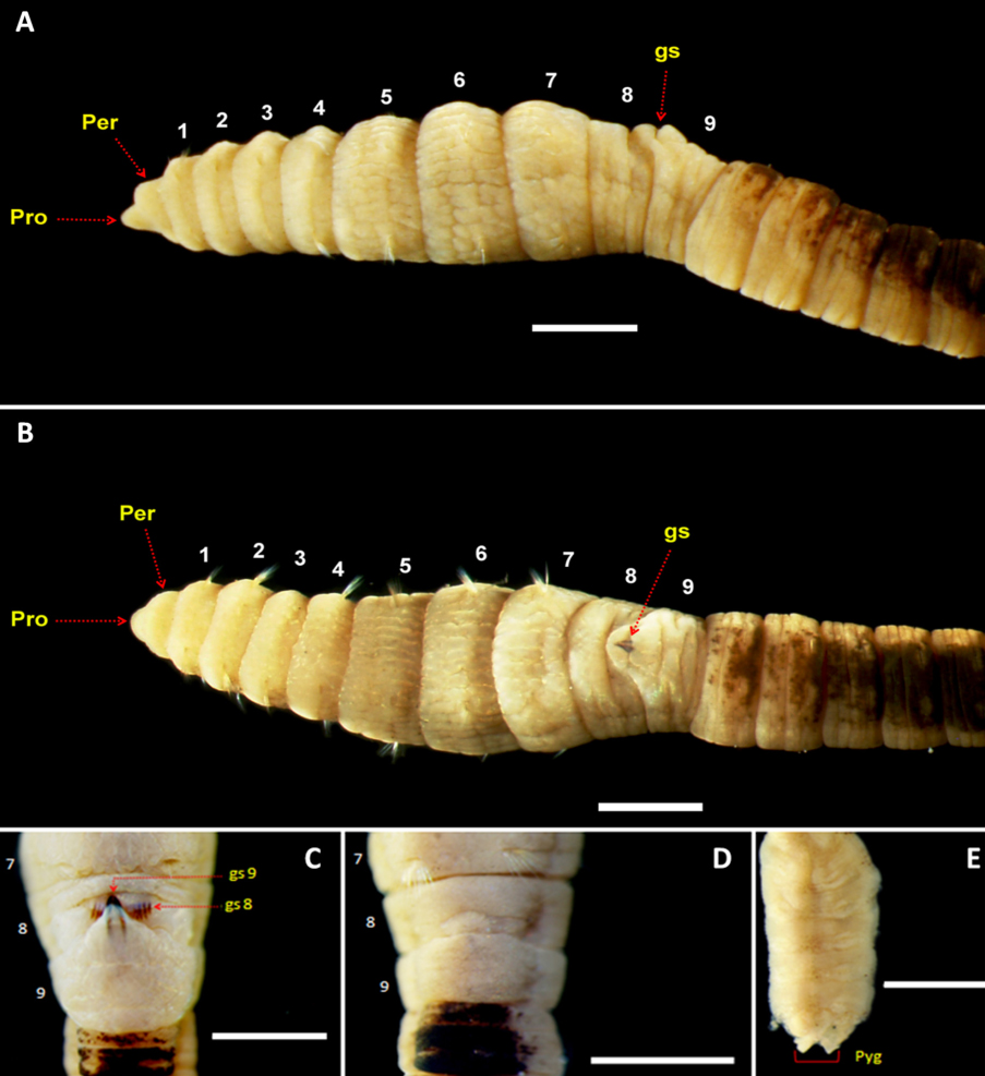 Spesies Baru Cacing Ditemukan di Ekosistem Mangrove Pulau Ambon ...