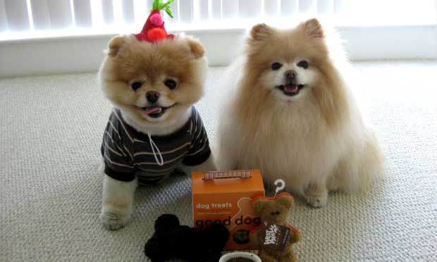 Boo, o cachorro mais fofo do mundo.