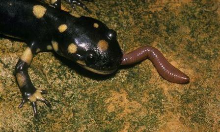 Info animales: LOS URODELOS PARTE 4