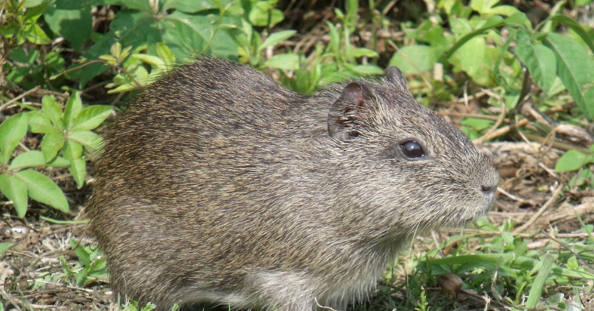 NATURALEZA Y CULTURA: El Cuis Grande