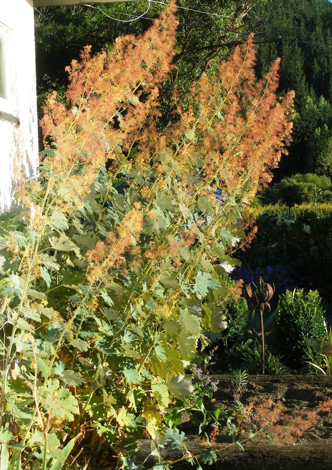 Rachel Callaghan Landscape Architect, NZ: Macleaya Cordata - Plume Poppy