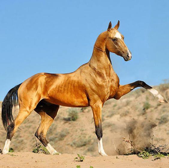 Caballo Akhal-Teke
