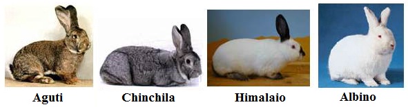 TecnoBio: Polialelia ou Alelos Múltiplos