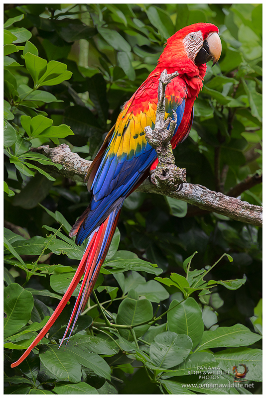 Scarlet Macaws (a success story in repopulating continental Panama)