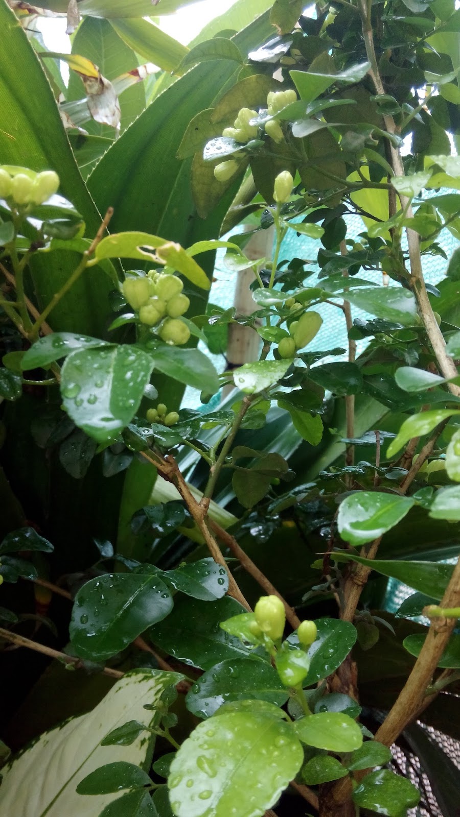 Garden Care Simplified: Garden in Rains Drooping Roses Close up of ...