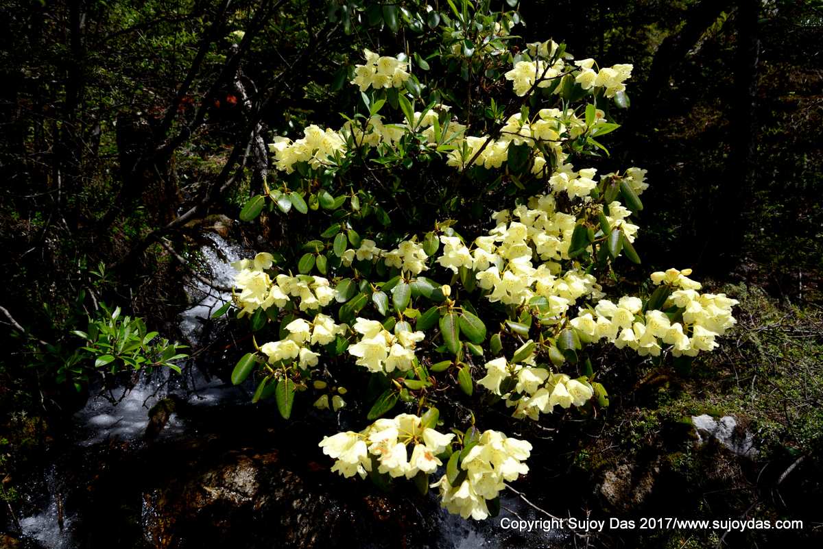 Trekking and Photography in the Himalaya: Sikkim Flora | Yumthang and ...