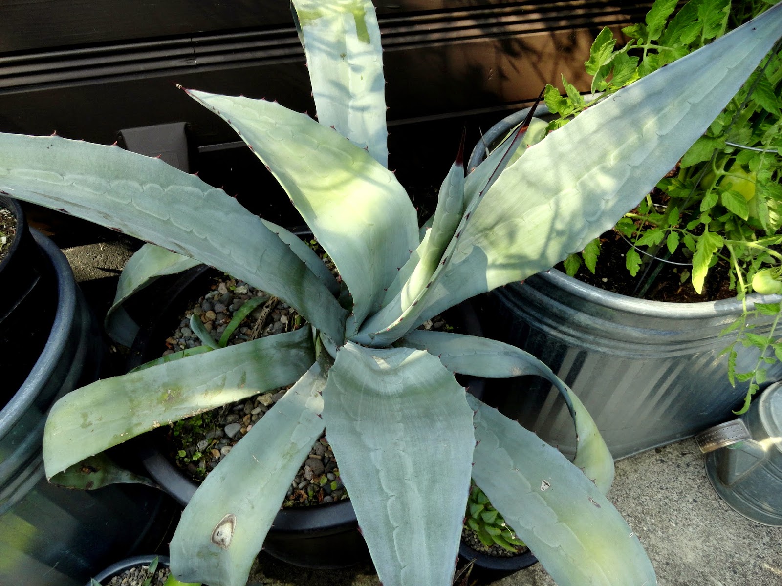 danger garden: Agave weberi, my favorite plant in the garden this week…
