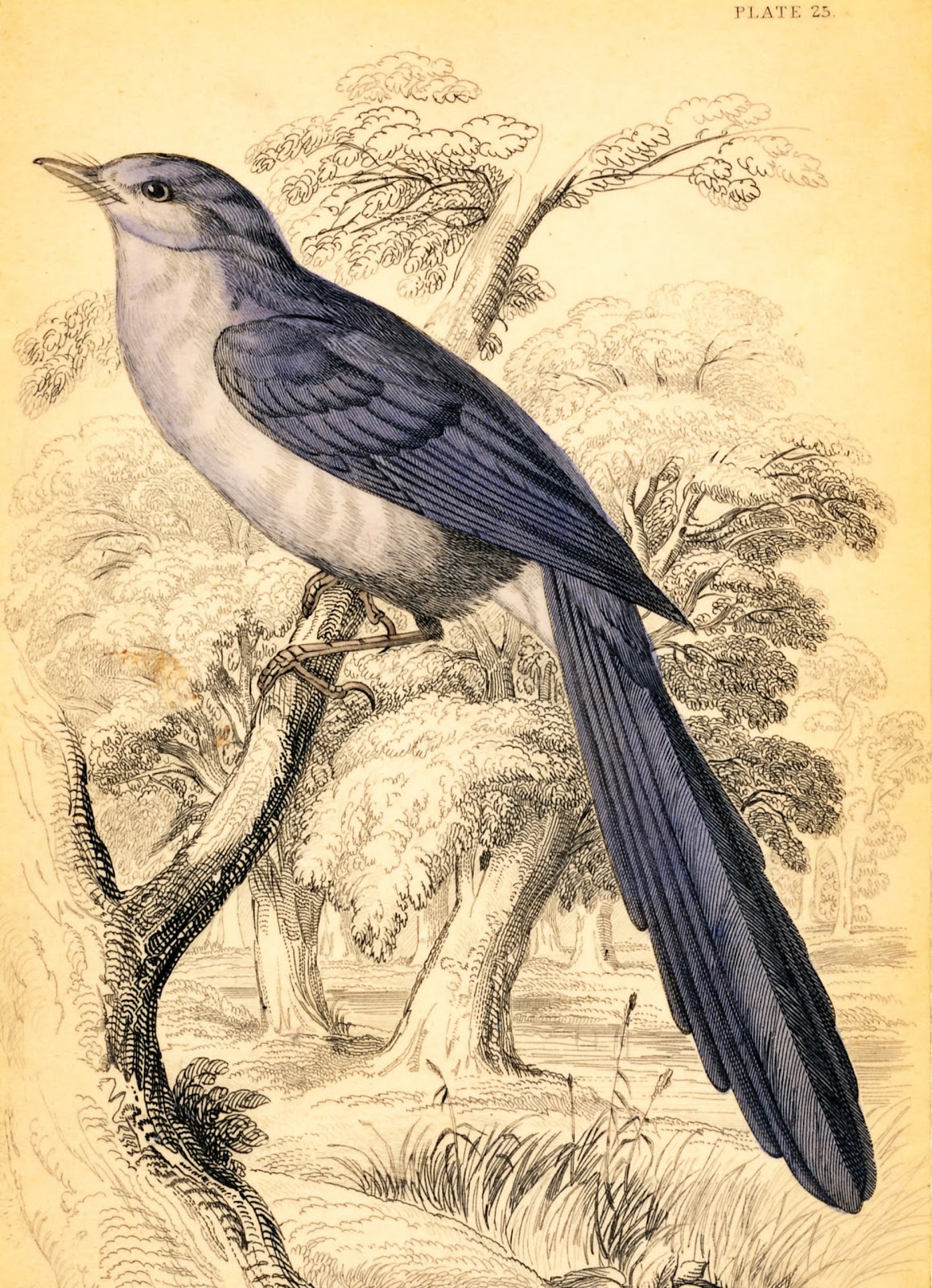 Collage Candy: Birds