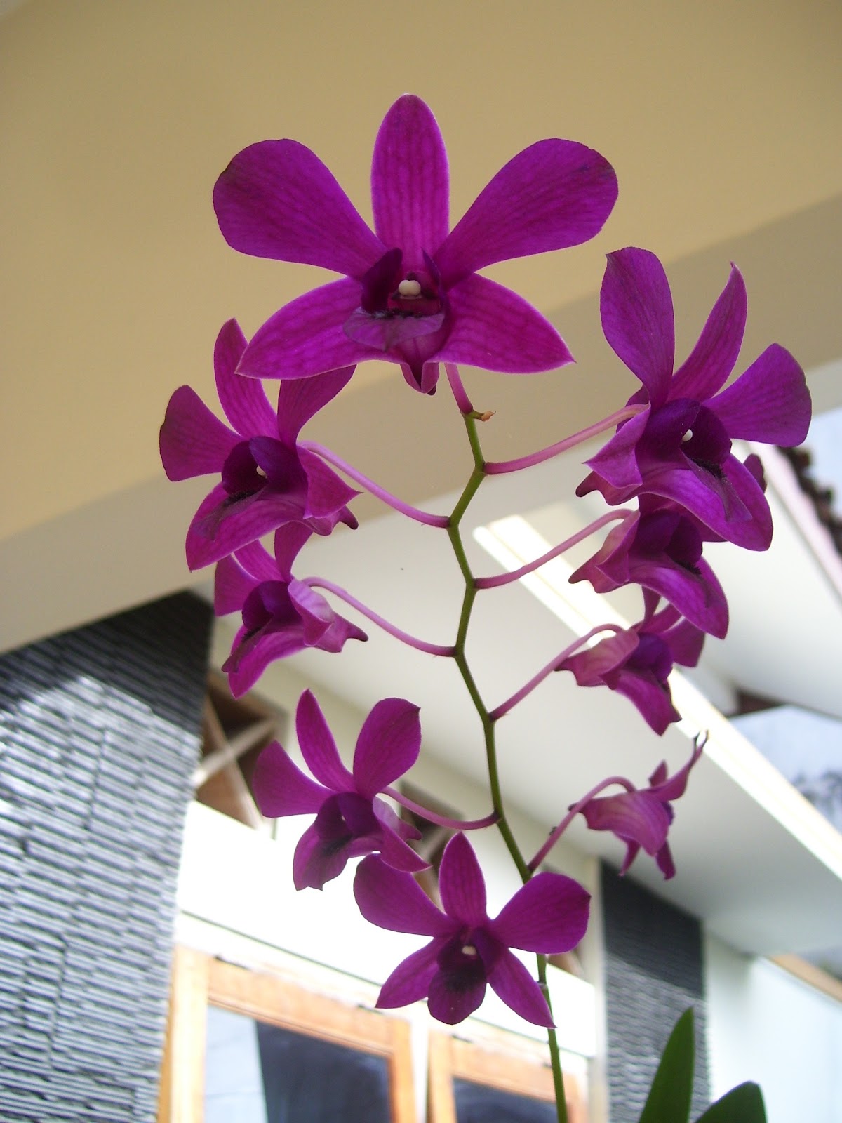 anggrek-ist: Koleksi yang mekar bulan ini