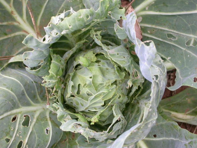 LIFE-CTAHR: Hunting for Diamondback Moth (DBM) pupae